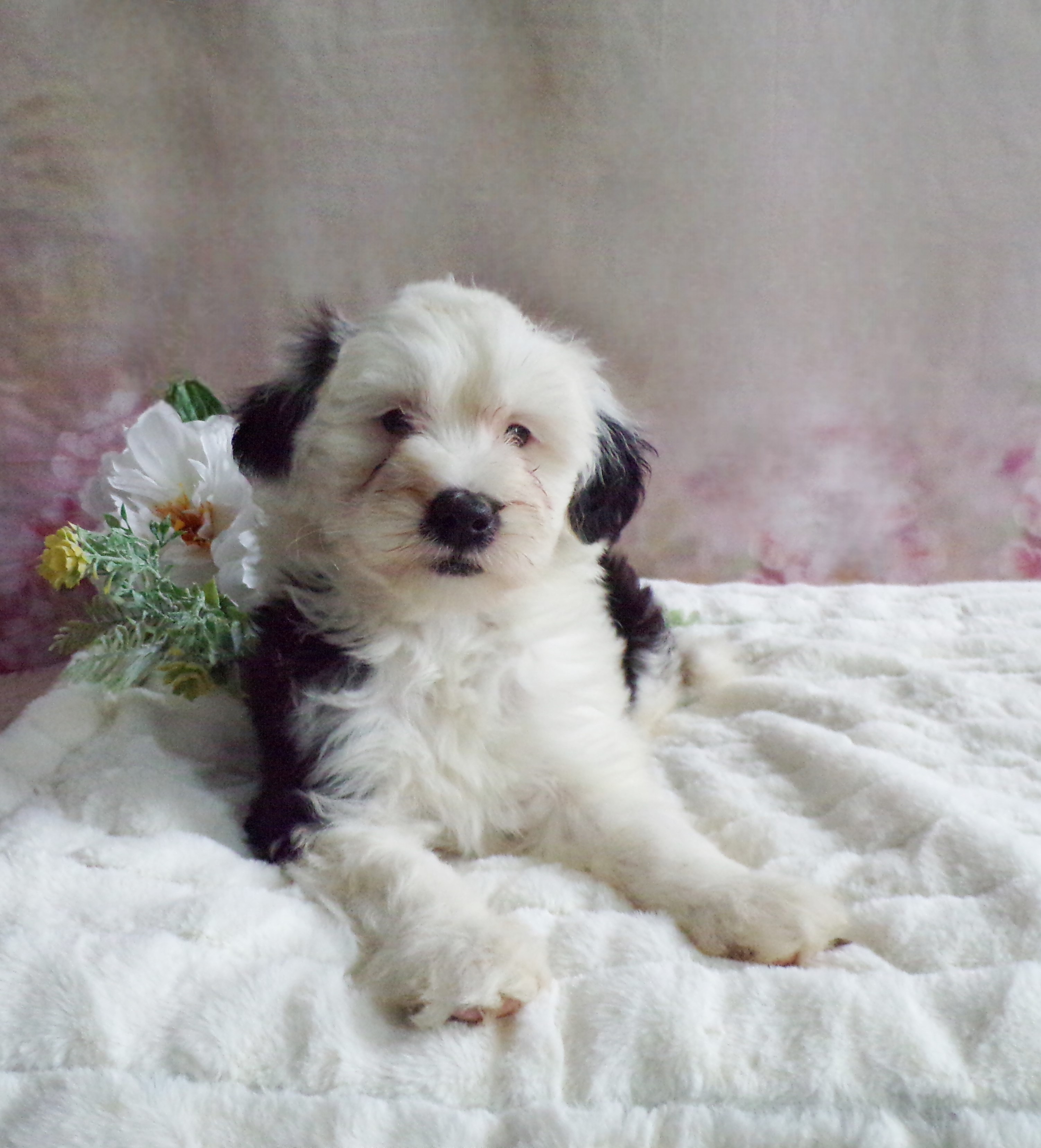 puppy, for, sale, Old English Sheepdog/Poodle, Emanuel Glick, dog ...
